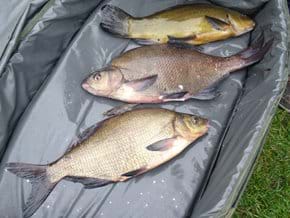 Fishing - River Lark Lodge