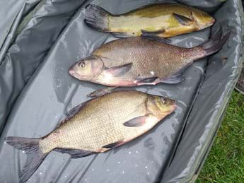 Fishing - River Lark Lodge