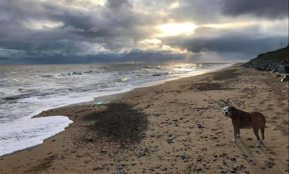 Norfolk coast super dog friendly beach bungalows - norfolkbeachbungalows