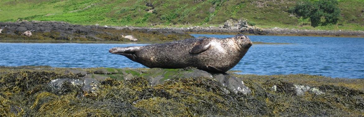 5 star accommodation in a picturesque coastal Highland village - Shieldaig